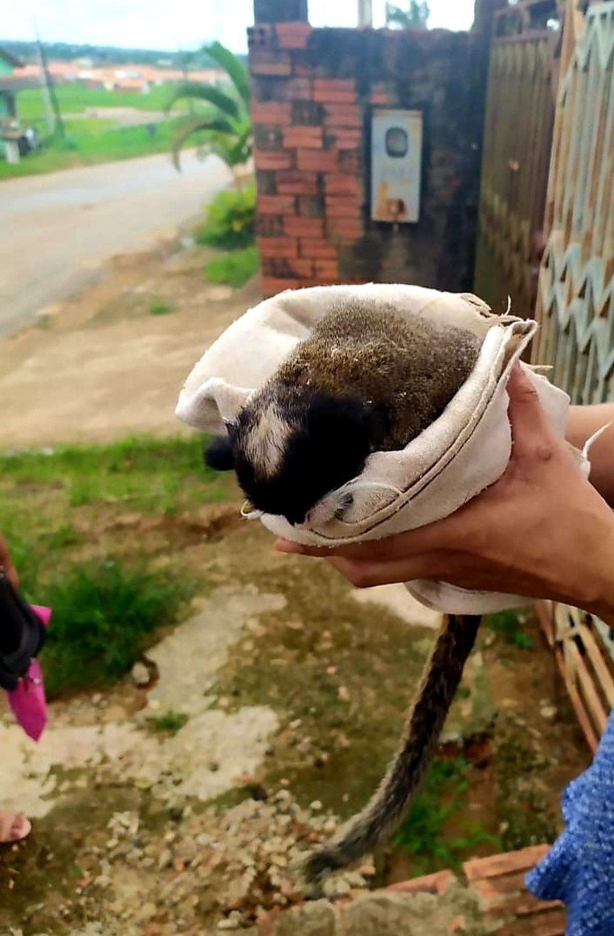 Macaco é resgatado com ferimentos após ataque de cachorro em casa de ...