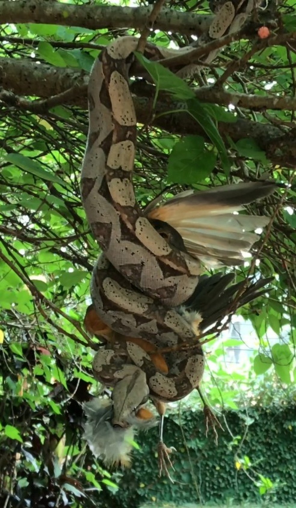 Biólogo flagra jiboia predando sabiá-laranjeira no quintal de casa em ...