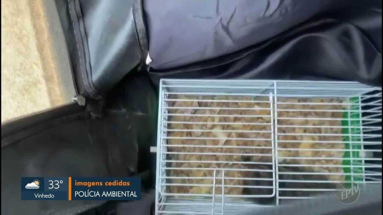 Homem é detido com macaco e cobra dentro de mochila em rodovia de ...