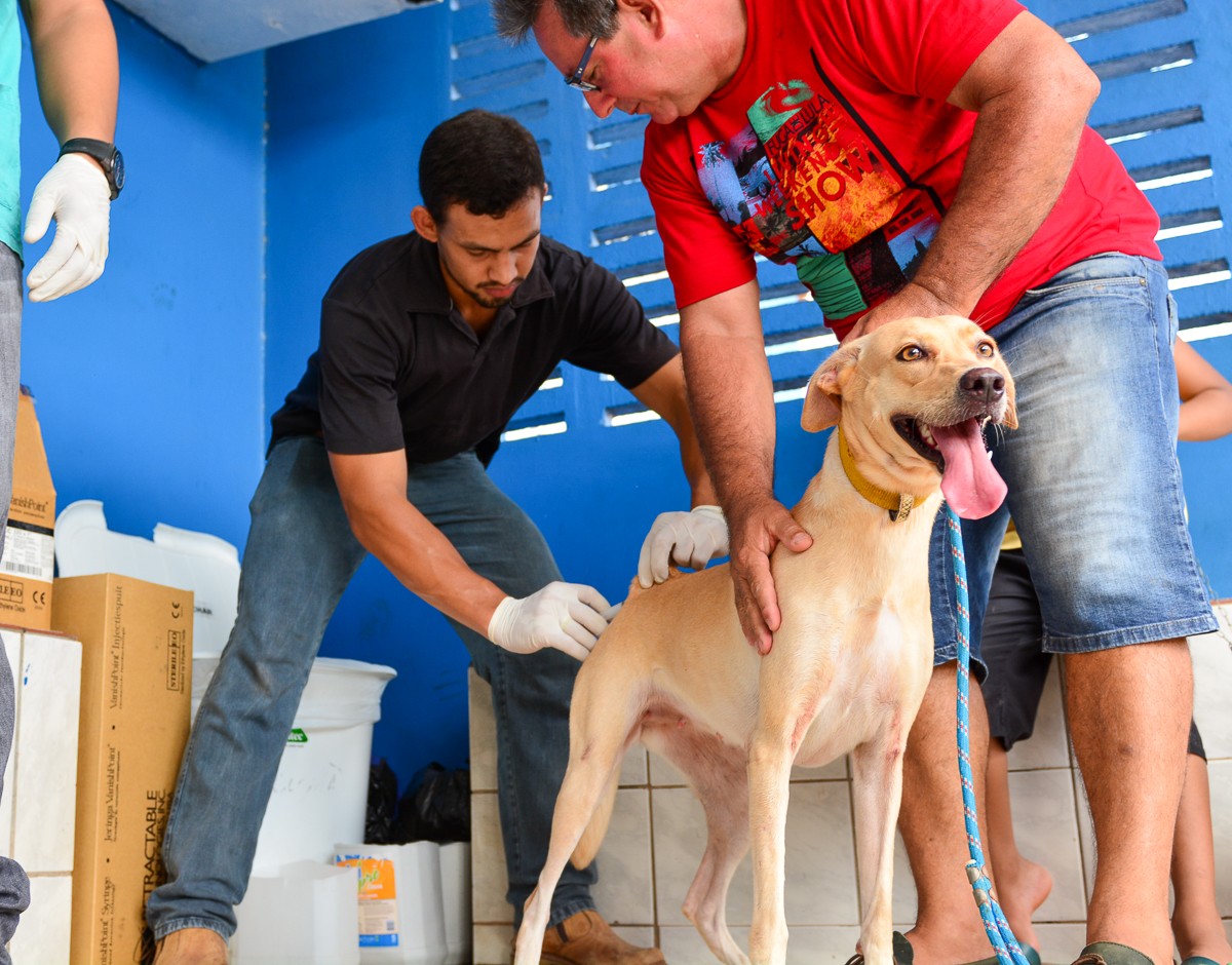 Amparo tem campanha de vacinação contra a raiva animal; confira a ...
