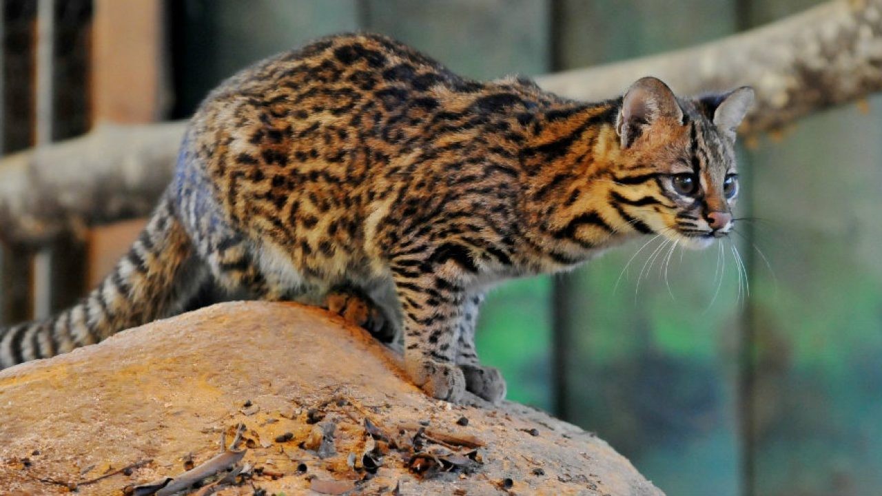 Pesquisa da UEMA sobre gato-do-mato é publicada em revista de ...