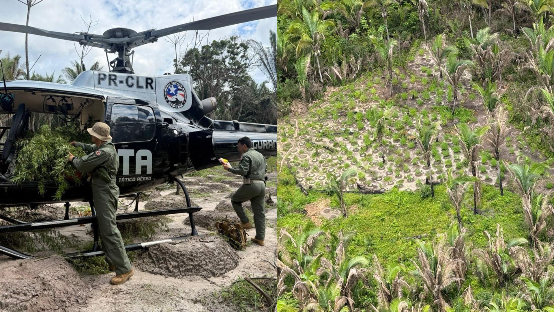 Operação Policial erradica mais de 22 mil pés de maconha em Santa ...