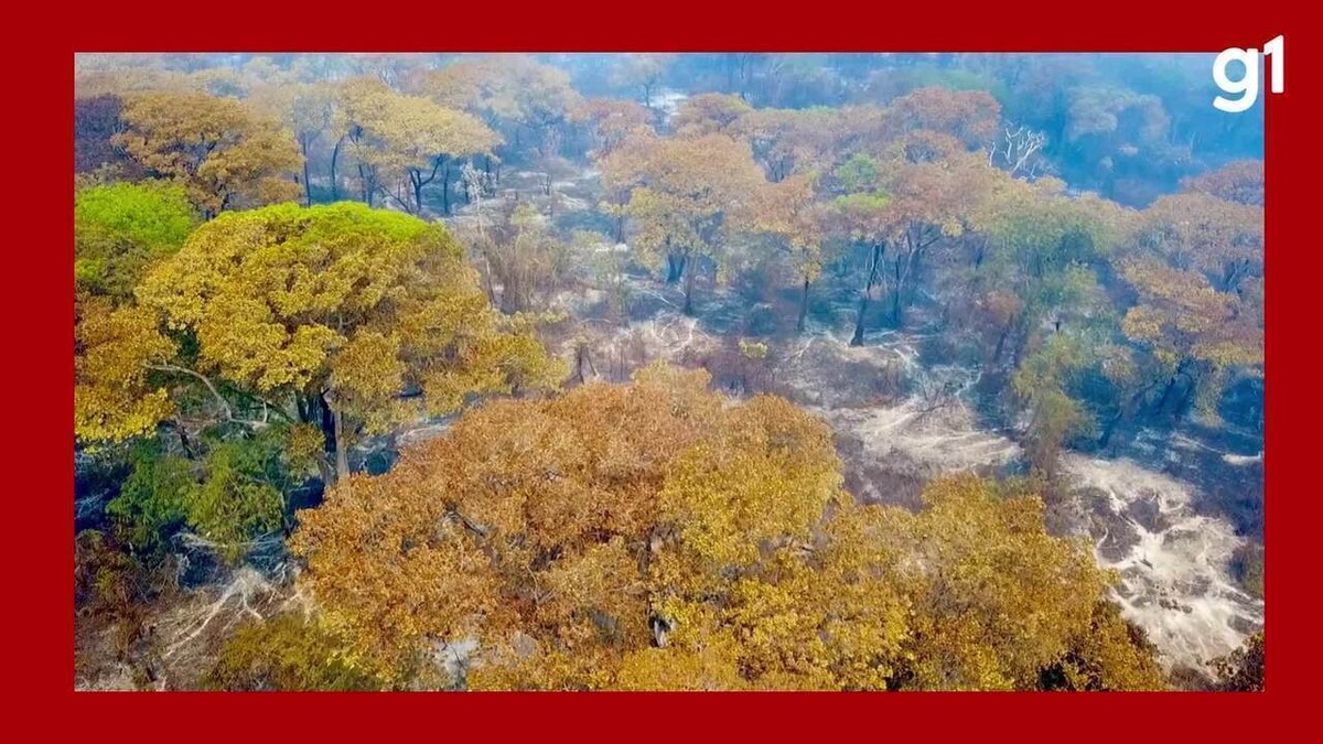 Incêndios No Pantanal De Mt Devastam 20 8 Da área Do Parque Estadual