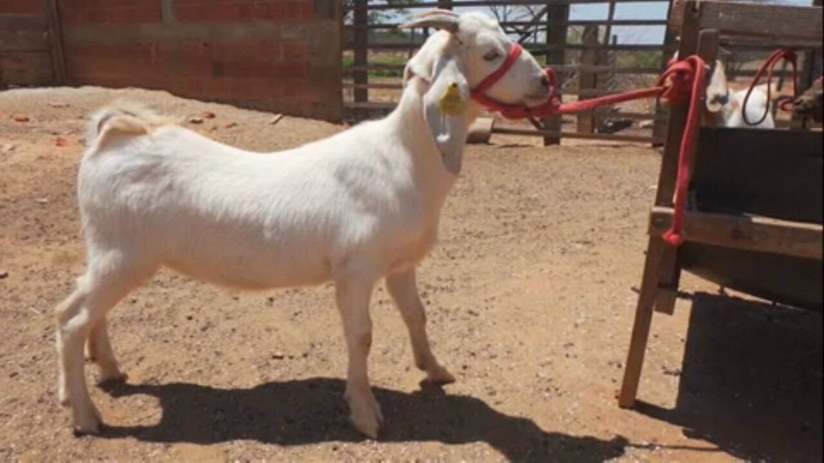 Carne de bode com sabor mais suave: criadores do Nordeste investem para ...