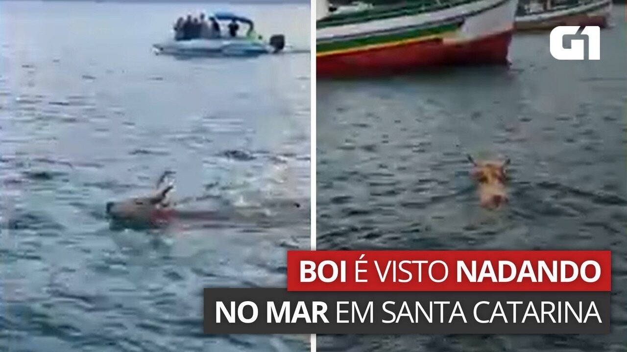 Vídeo mostra boi nadando no mar; suspeita é de fuga de 'farristas' | G1