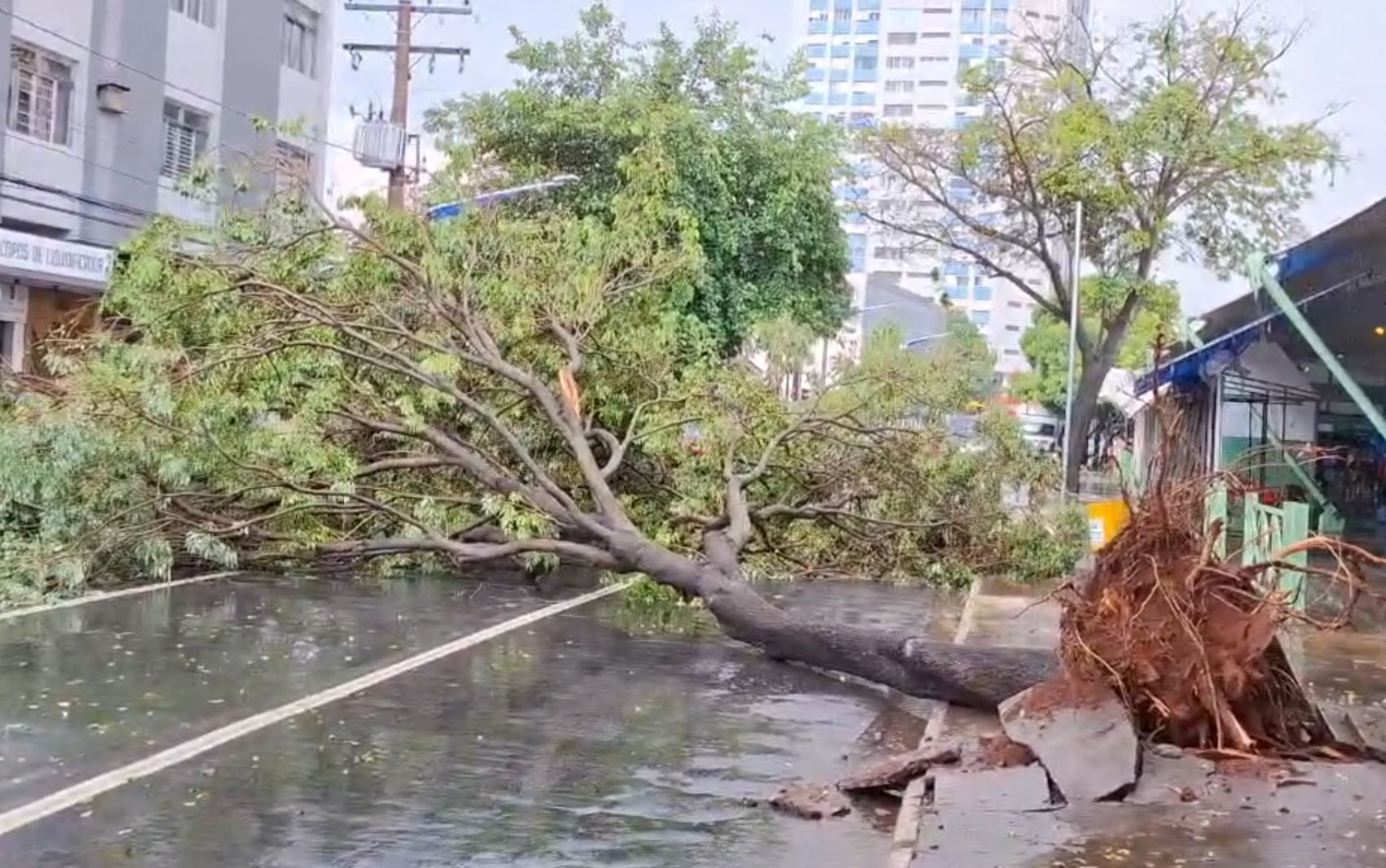 Chuva forte e ventos de até 44 km derrubam árvores, alagam ruas e ...