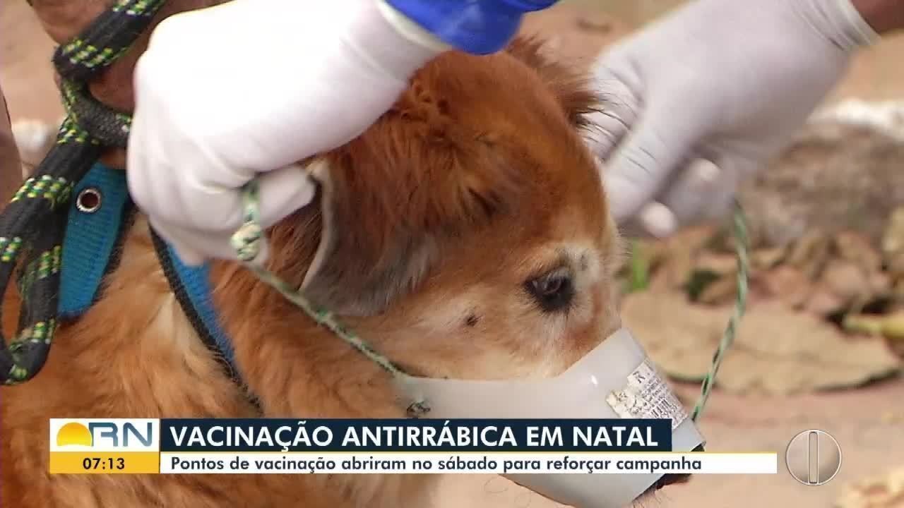 Vacina contra raiva em Natal: veja locais disponíveis neste sábado (30 ...