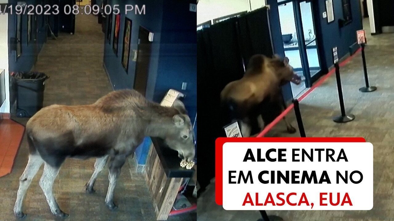 Vídeo: alce entra em hall de sala de cinema no Alasca, come pipoca e ...
