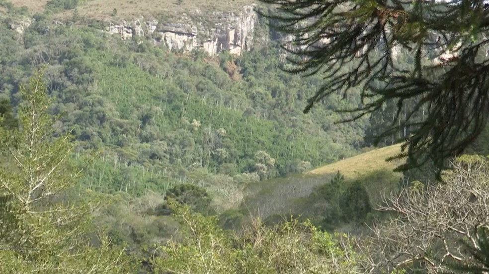 EMPRESÁRIO DO PARANÁ PLANTA 400 MIL ÁRVORES E RECUPERA FLORESTAS EM ...