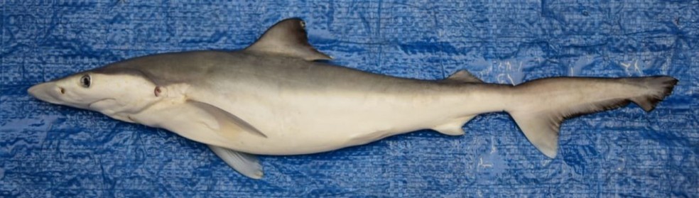 Tubarao Do Rio Irrawaddy Irrawaddy Wikipedia