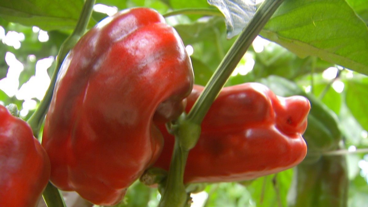 Produtores investem na colheita de pimentões coloridos | Nosso Campo | G1