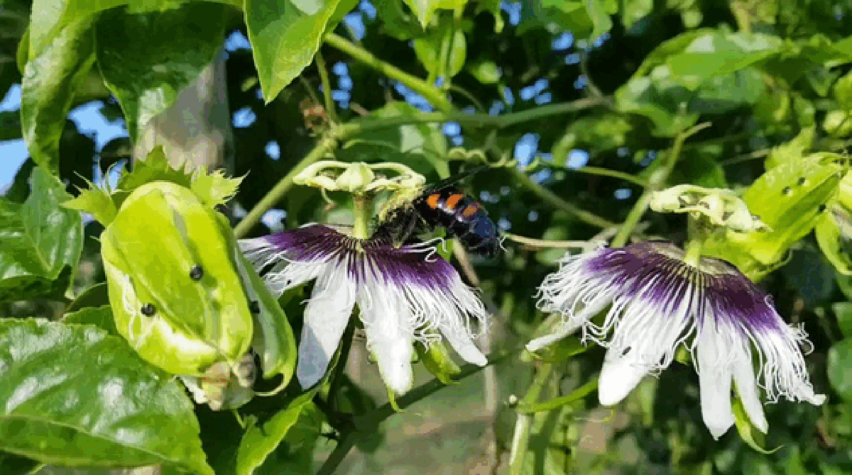 Polinização feita por abelha mamangava aumenta produtividade de ...