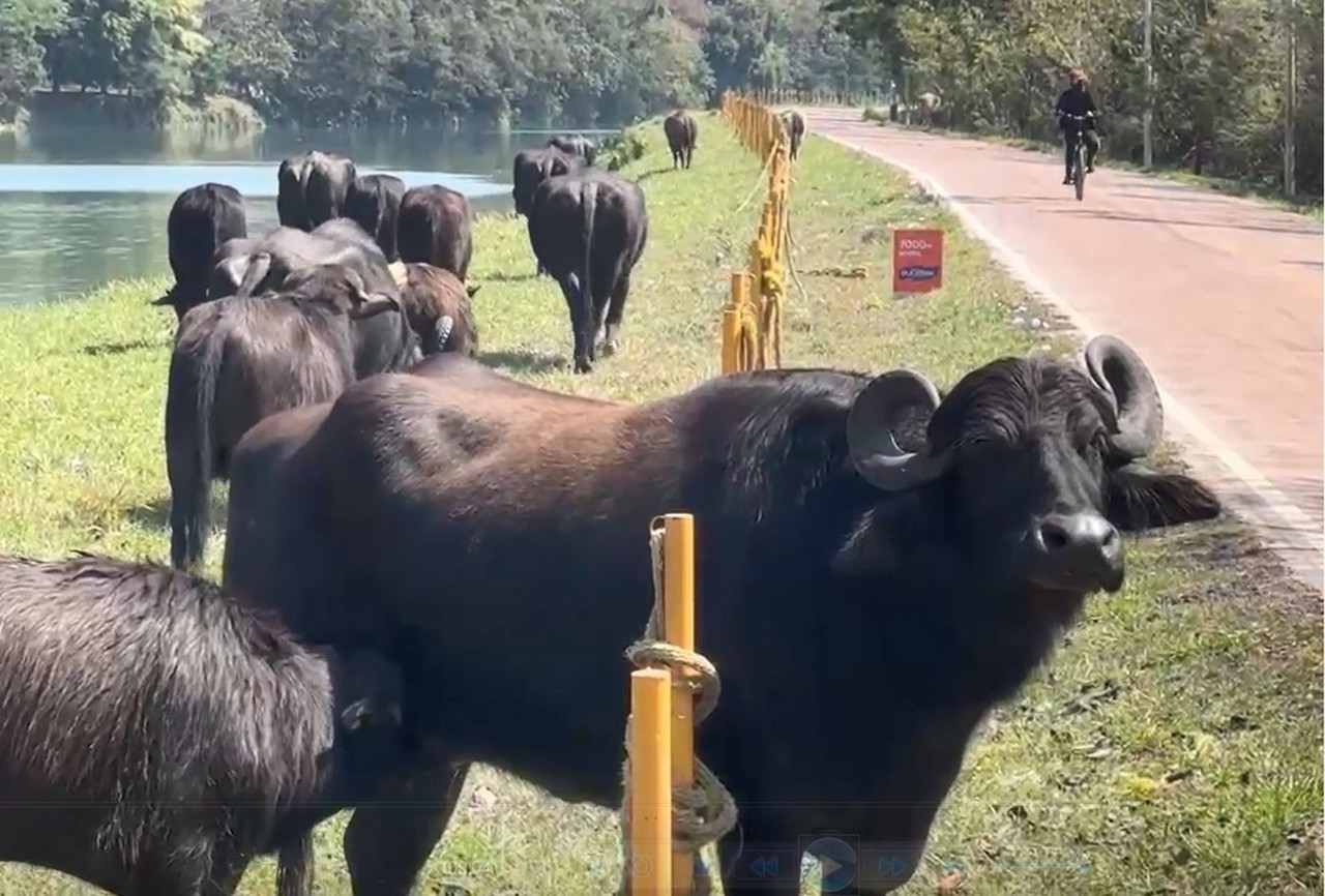 Grupo de búfalos é visto tomando banho no Rio Pinheiros, em SP | G1