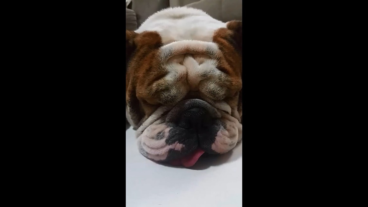 Bulldog inglês roubado por homem armado em Salvador é devolvido ao dono ...