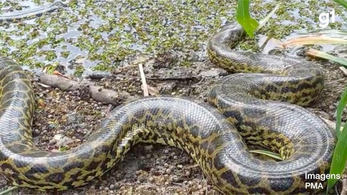 Em menos de 24h, duas sucuris gigantes são resgatadas no meio de cidade ...