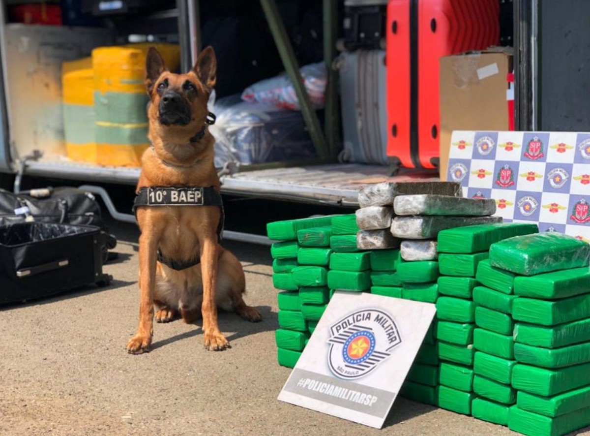 Passageiro De ônibus é Preso Em Pirassununga Com 65 5 Kg De Maconha