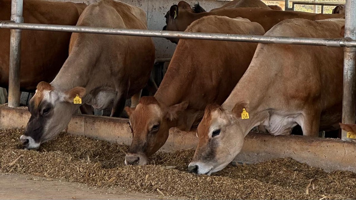Bem-estar animal: como cuidado com bovinos auxilia produtores em Patos ...