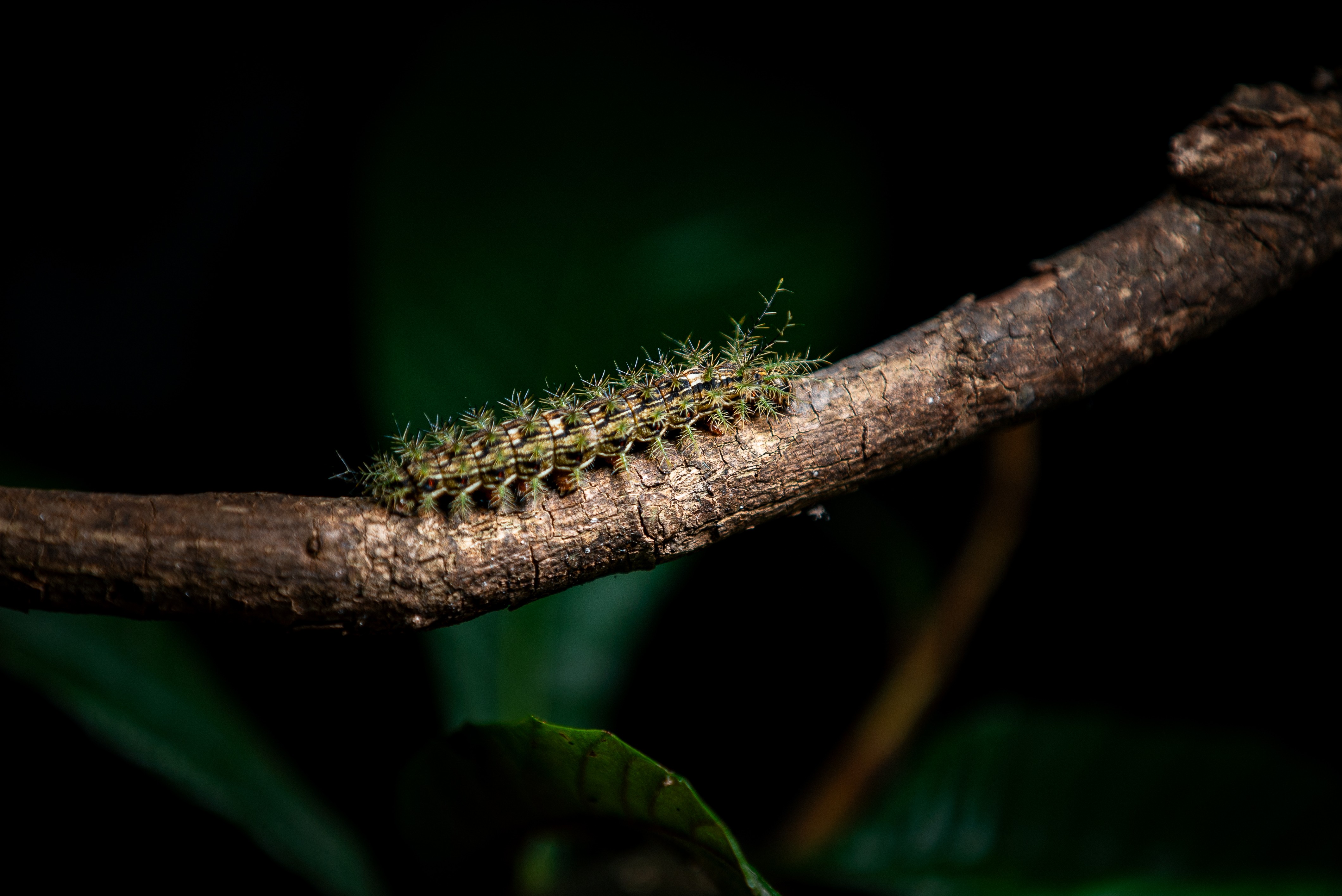 Taturana ou marandová: veja o risco das lagartas que causam 7 mil ...