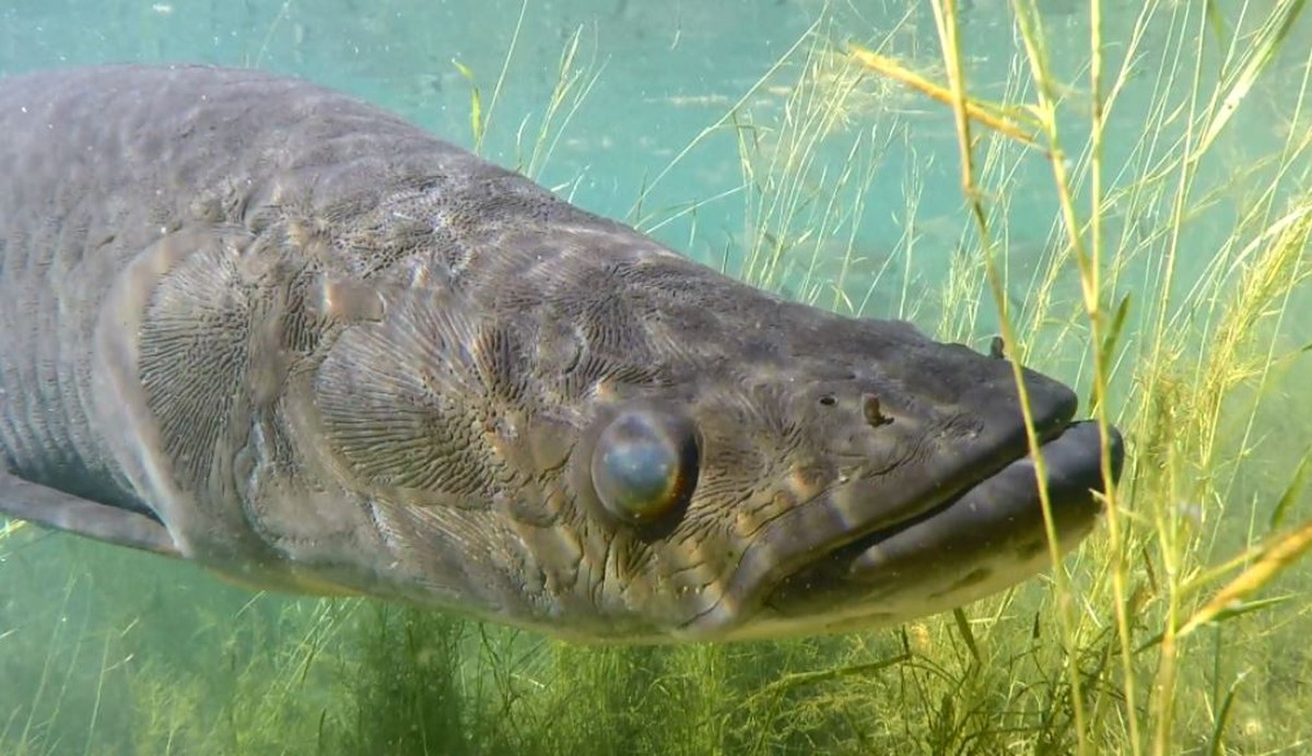 Pirarucu desenvolveu 'armadura excepcional' para escapar de piranhas ...