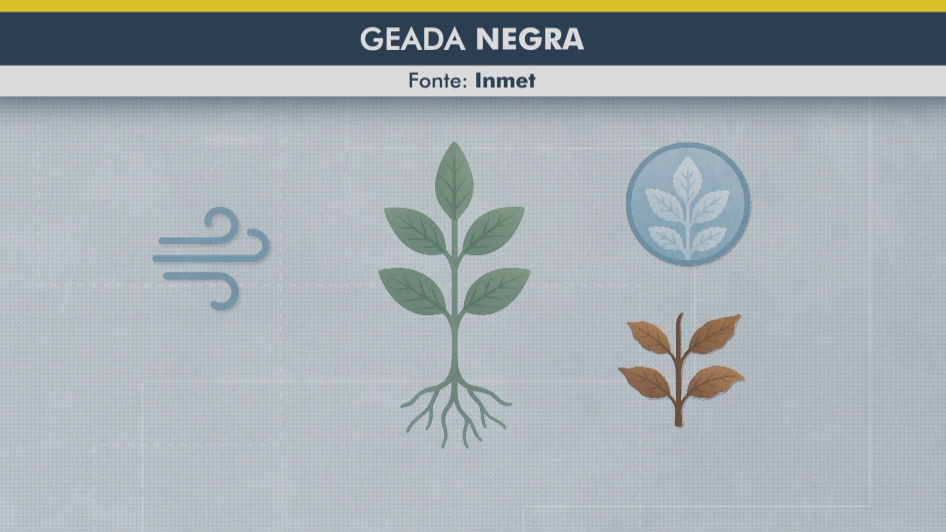 O que é 'geada negra', fenômeno que mata plantas por dentro | G1