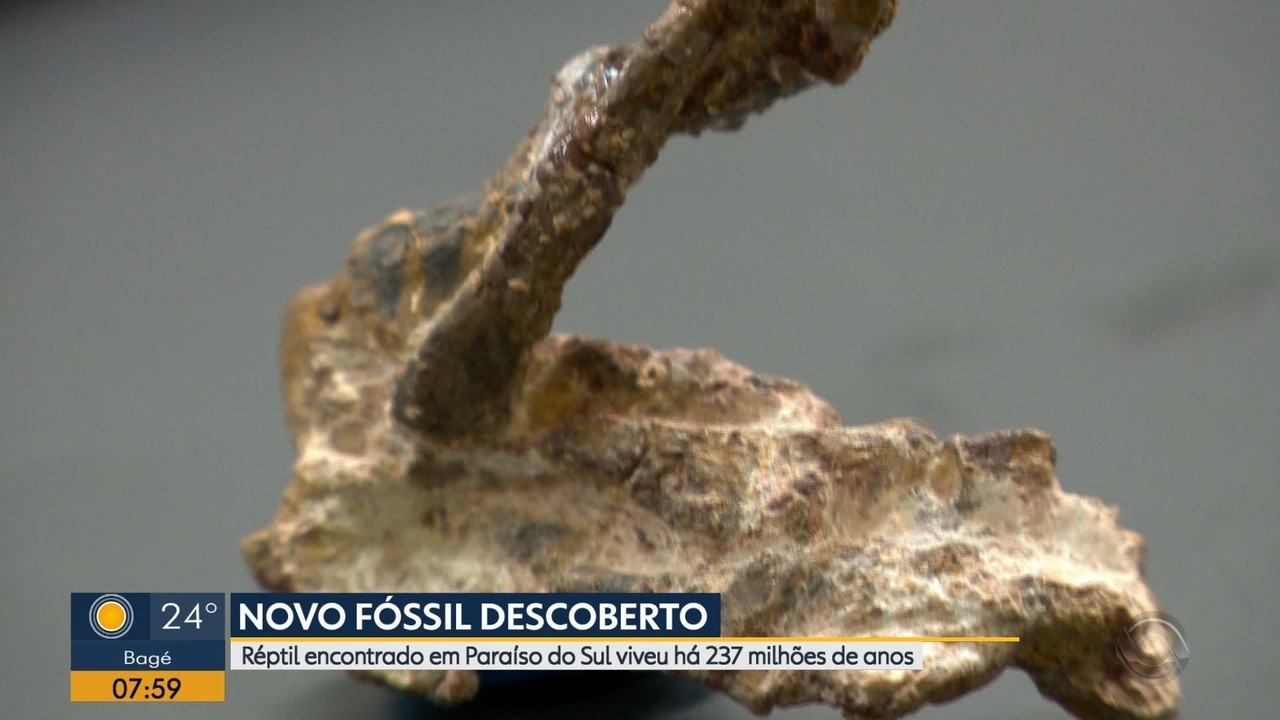 'Tataravô dos crocodilos': fóssil com 237 milhões de anos descoberto no ...