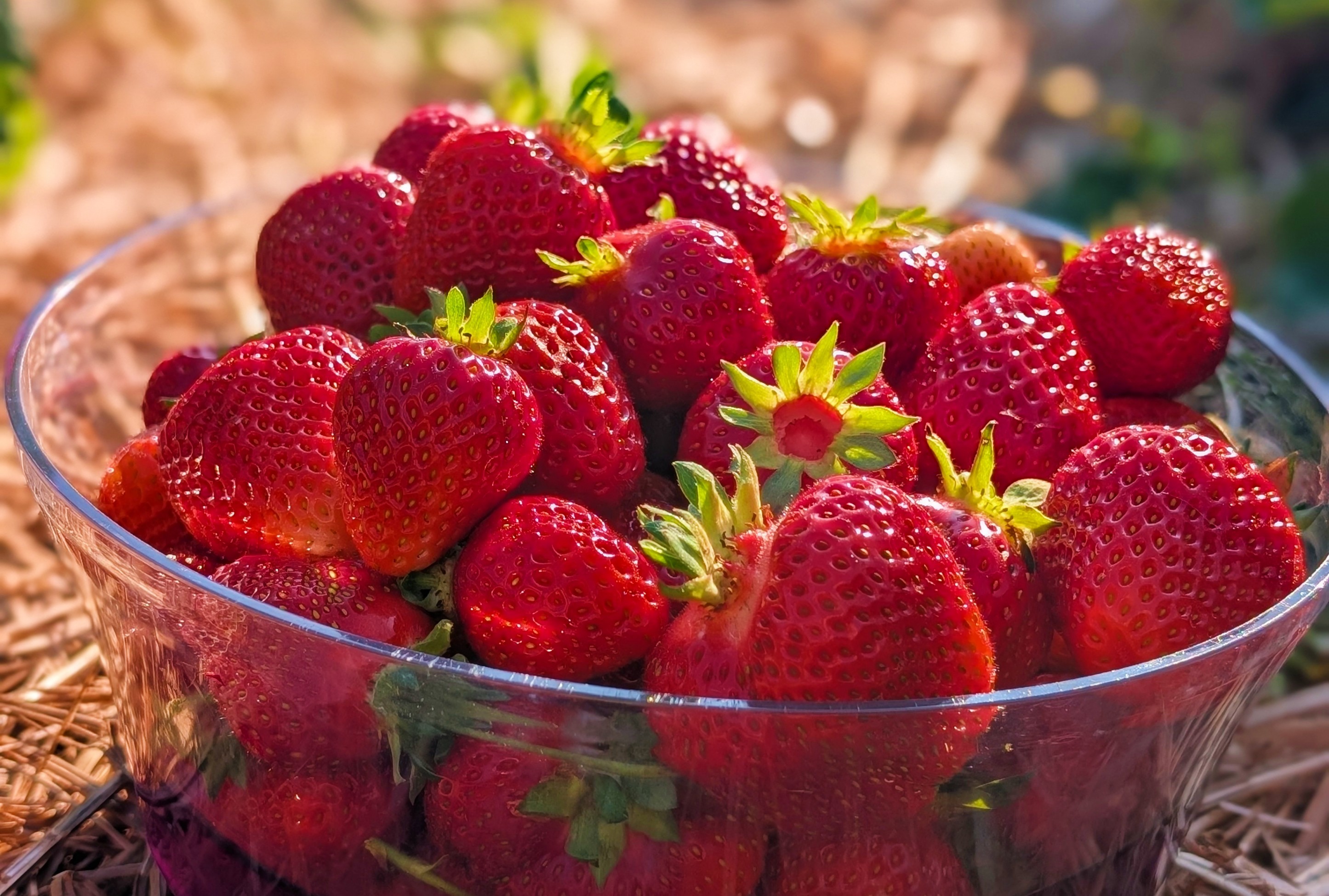 Morango do Amor de Atibaia? Anote receita fácil para fazer em casa | G1