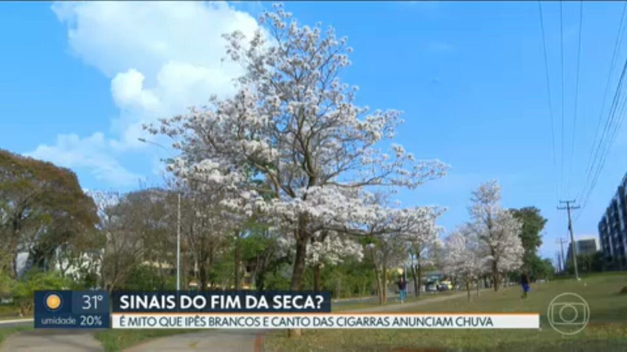 Canto da cigarra avisa chegada da chuva? Entenda relação do inseto com ...