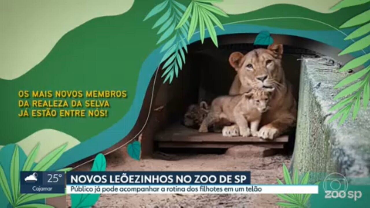 Filhotes nascem no Zoo de SP após análise da árvore genealógica de ...