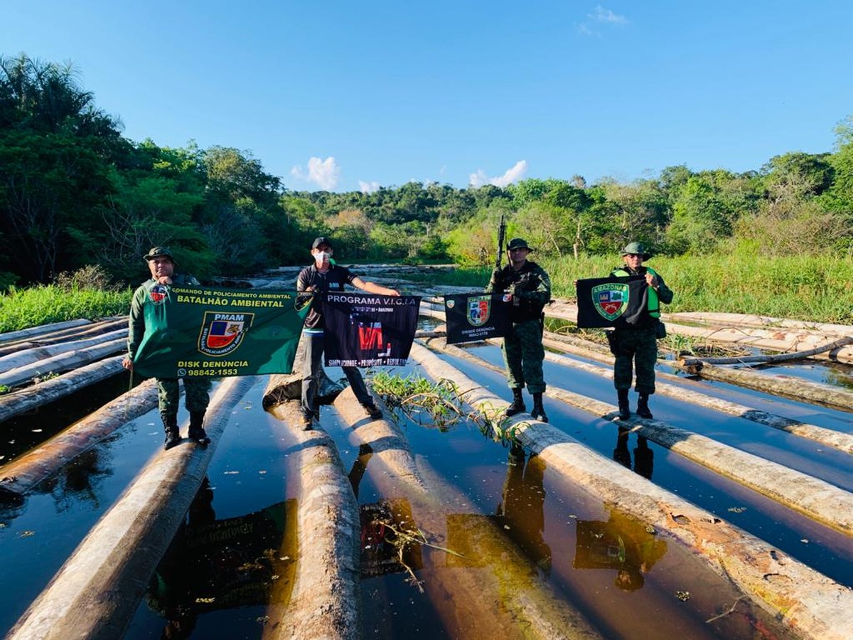 Cerca de 800 toras de madeira ilegal são apreendidas em operação contra ...