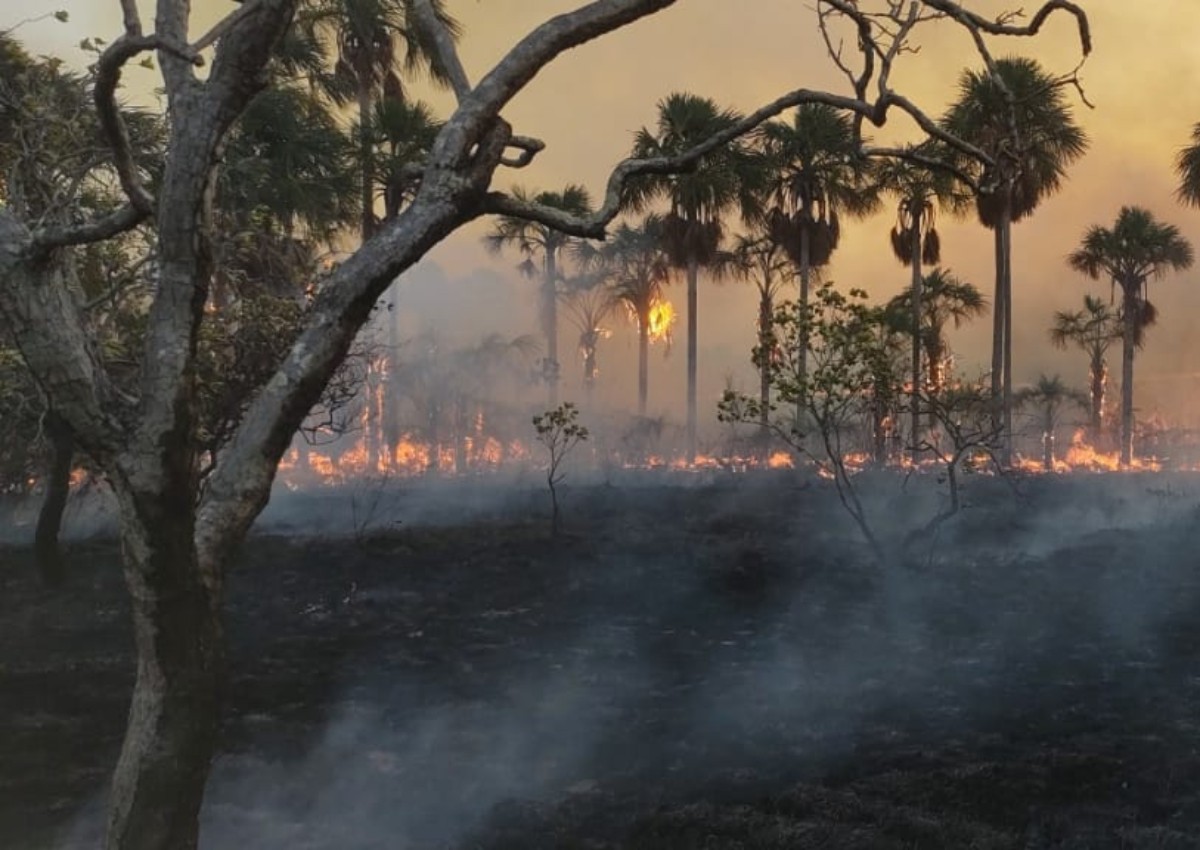 Queimadas em Roraima causaram a maior degradação florestal dos últimos ...