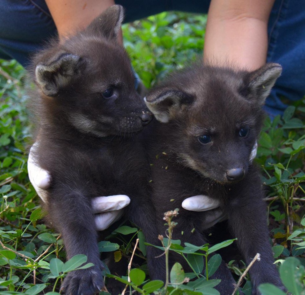 Filhotes De Lobo Husky Mix Filhotes De Lobo Guará Nascem Em Um Centro