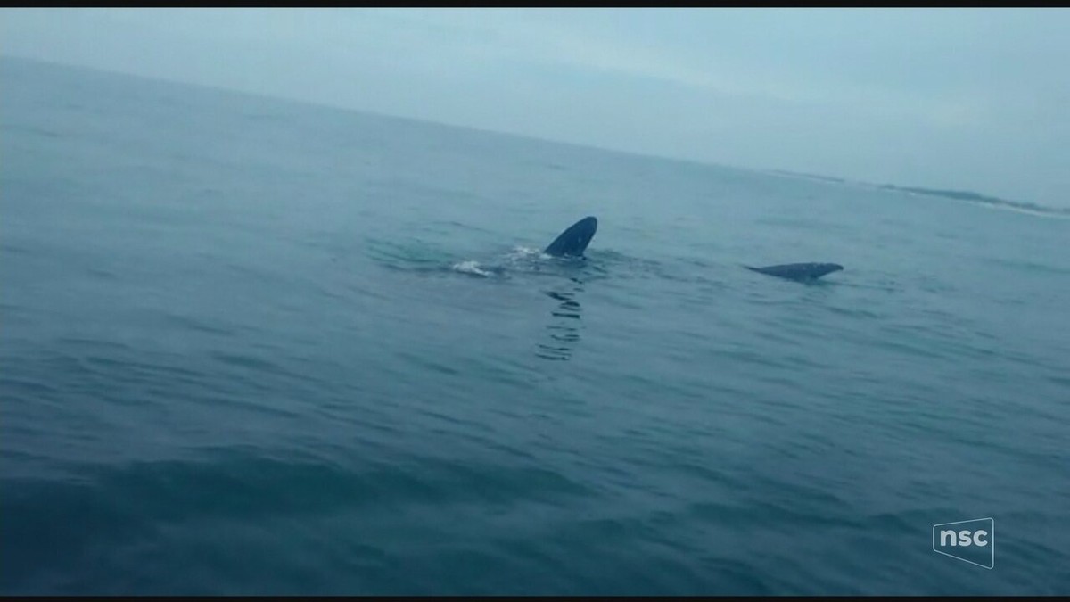 Tubarão-baleia é visto próximo a praia no Sul de SC; veja o vídeo ...