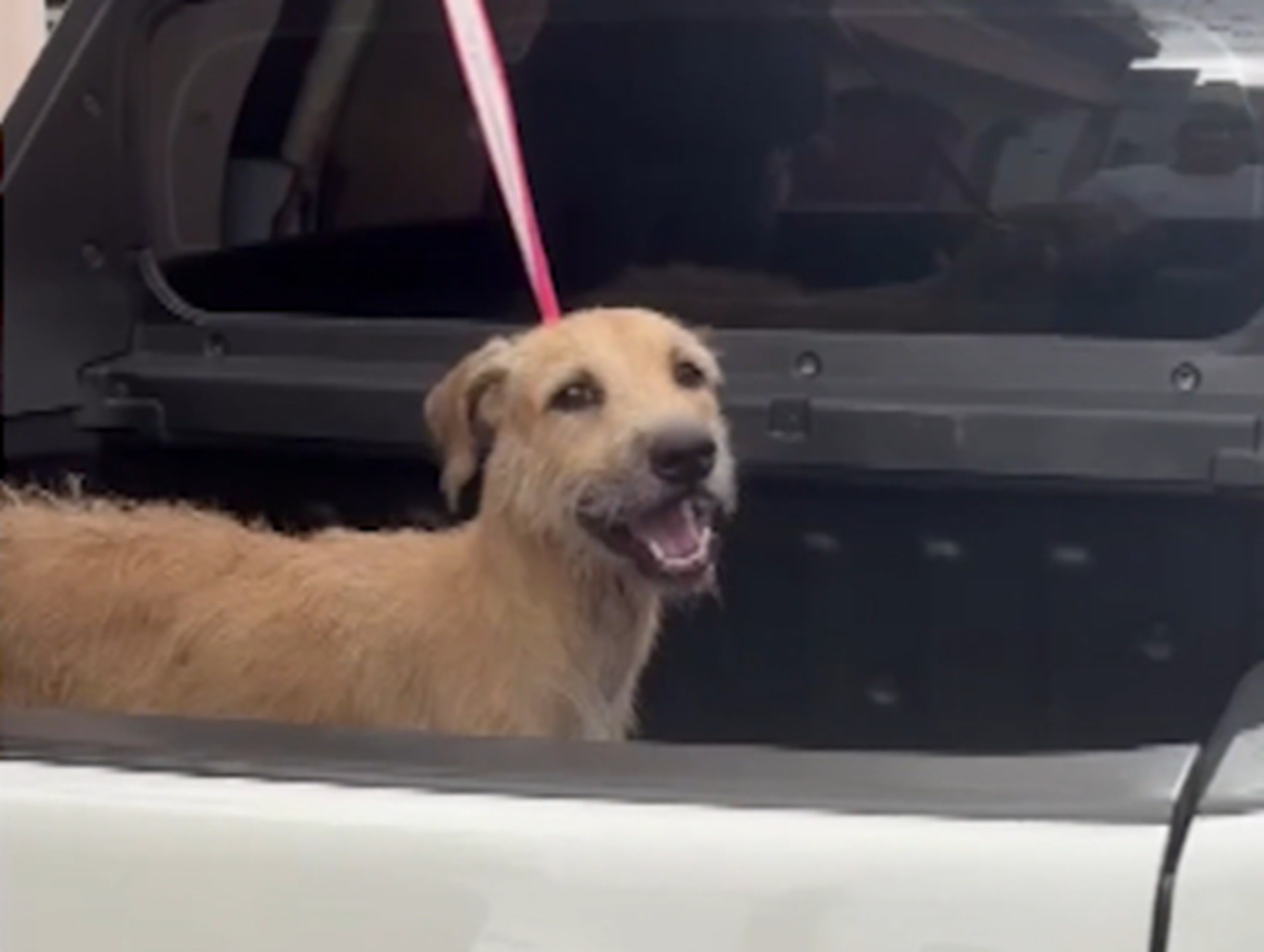 VÍDEO: Câmera flagra vira-lata caramelo sendo atacado com água quente ...