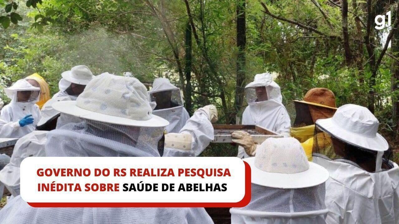 Governo do RS realiza pesquisa inédita sobre saúde de abelhas | Rio ...