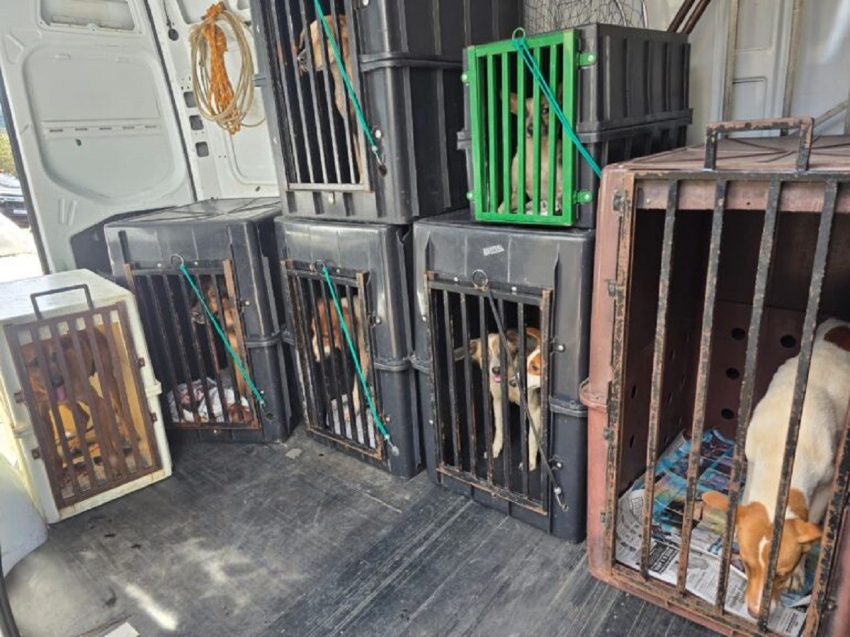Polícia prende dono e resgata 8 cães por maus-tratos em Marília | G1