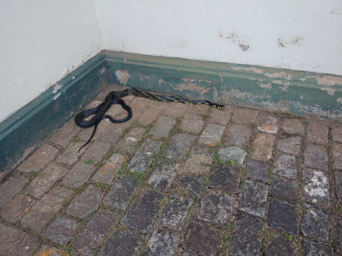 Cobra é capturada em Nova Lima, na Região Metropolitana de BH | Minas ...