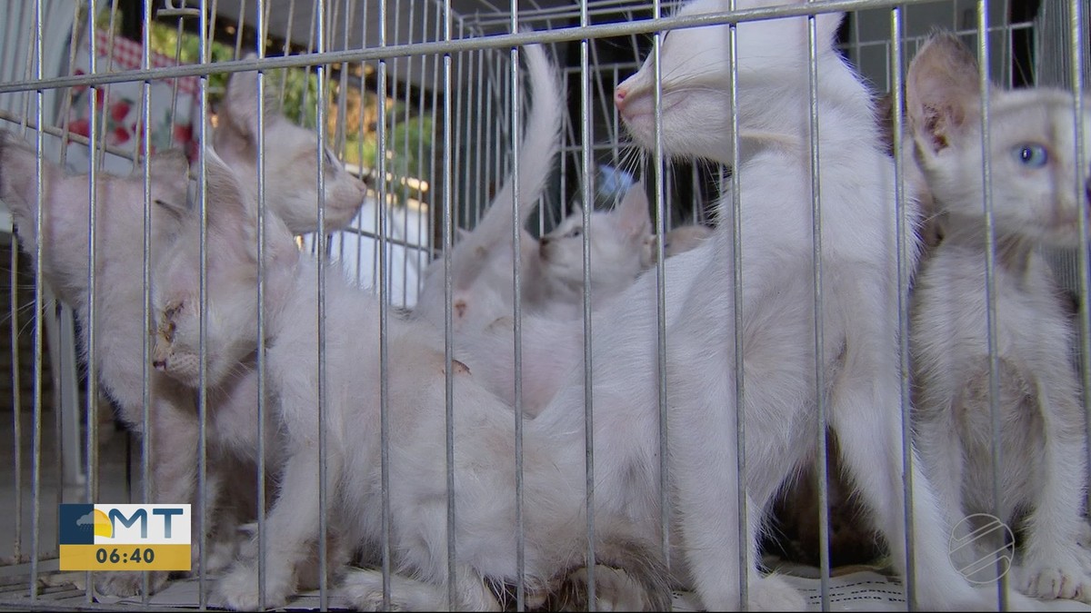 Filhotes de gato são achados feridos dentro de caixa lacrada e ONG ...