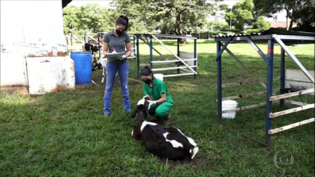 Estudantes de agronomia recebem bolsas para desenvolver novas técnicas ...