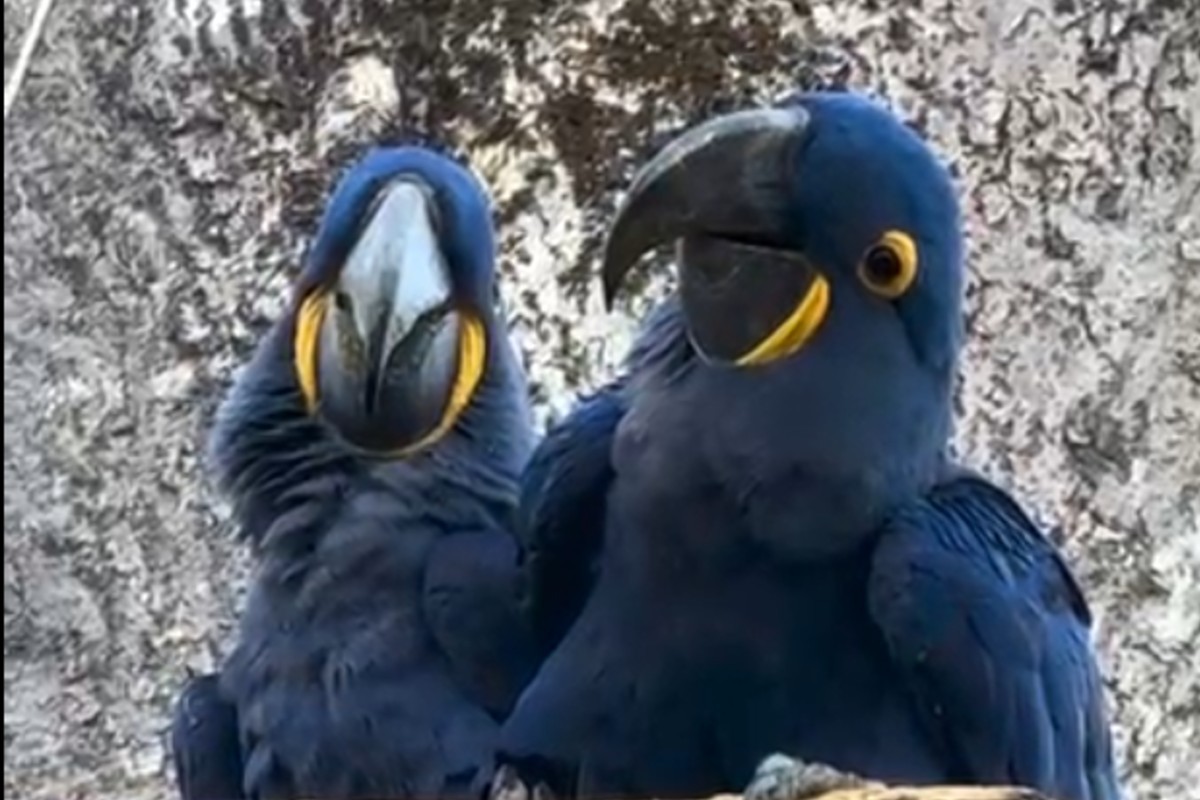 Araras-azuis são flagradas em dançando em ninho em Bonito