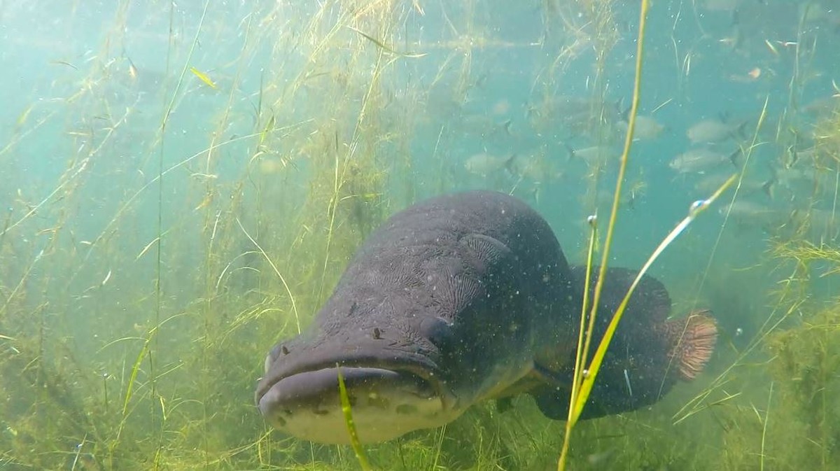 Pulmão ou bexiga natatória: entenda como peixes respiram fora d’água