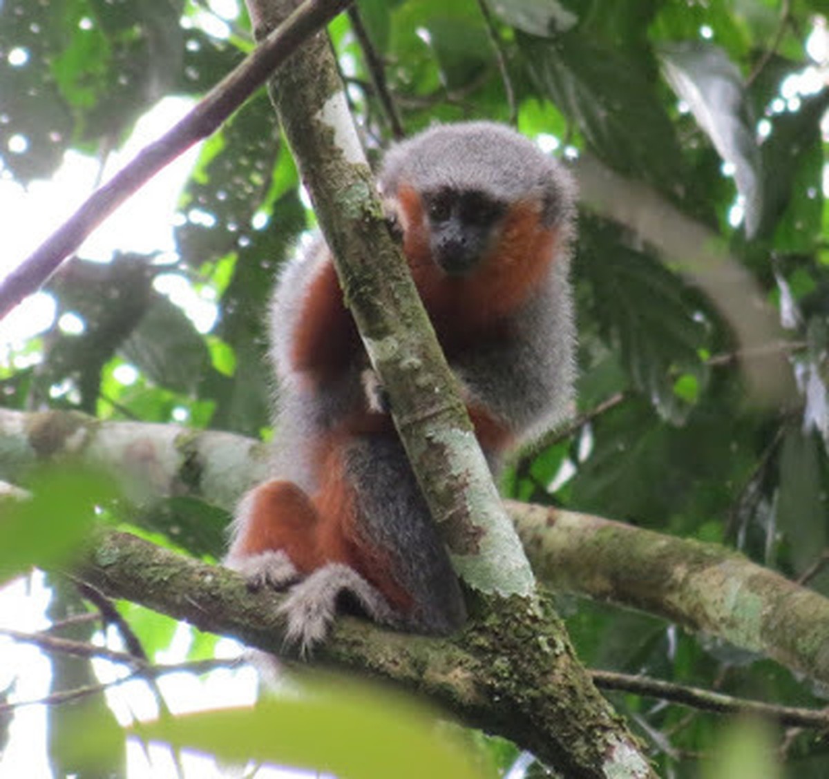 Nova espécie de macaco é descoberta em MT durante expedição de pesquisa ...