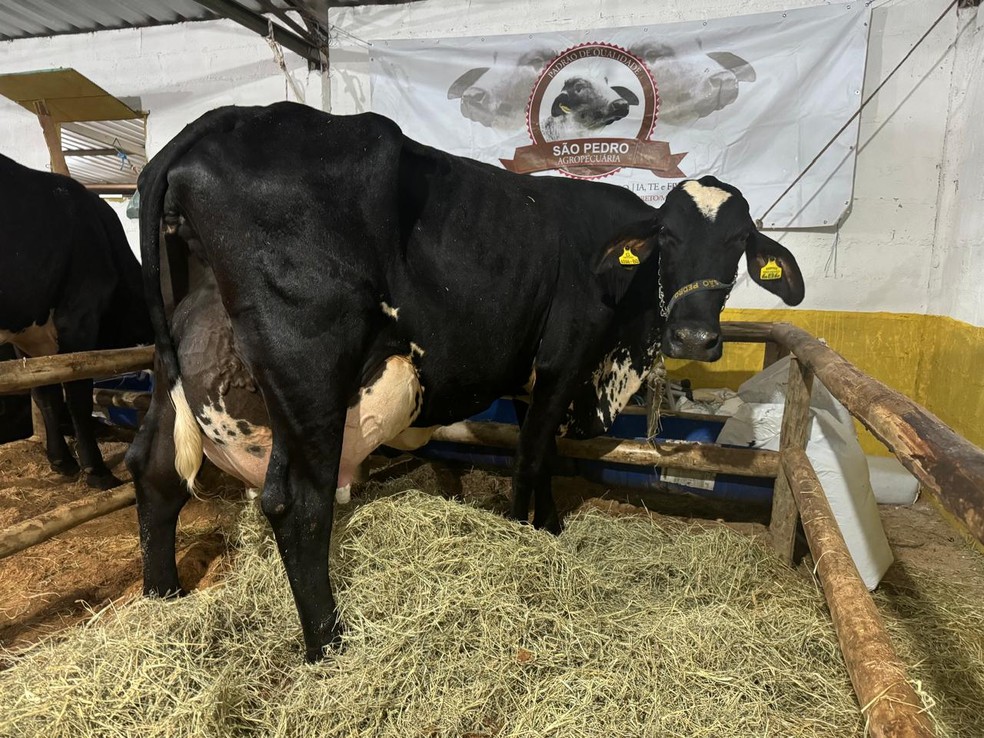 Conheça a ‘vaca raiz’, que vive sem cuidados especiais e produziu 103 ...