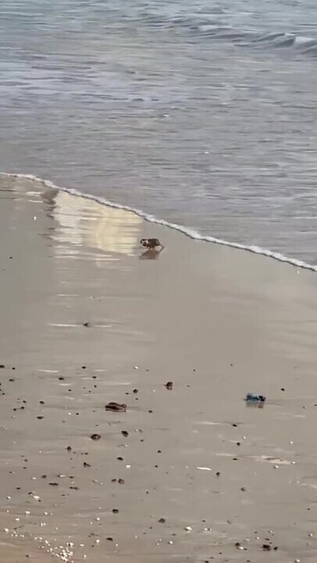 VÍDEO: Banhista flagra rato saindo do mar na praia de Ponta Negra em ...