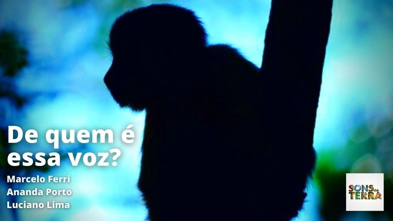 Macaco faz som de passarinho e engana ouvinte do Sons da Terra | G1