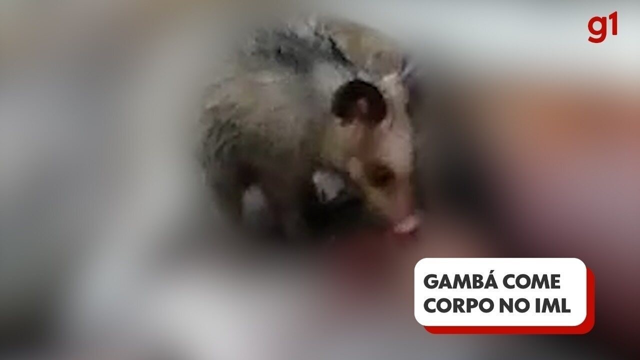 Vídeo registra gambá comendo parte de corpo no IML do RJ | Rio de ...