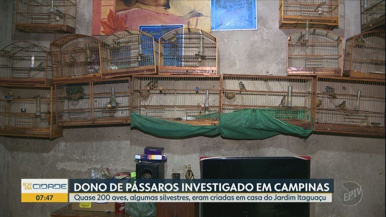 Guarda apreende 200 pássaros e detém homem em Campinas | G1