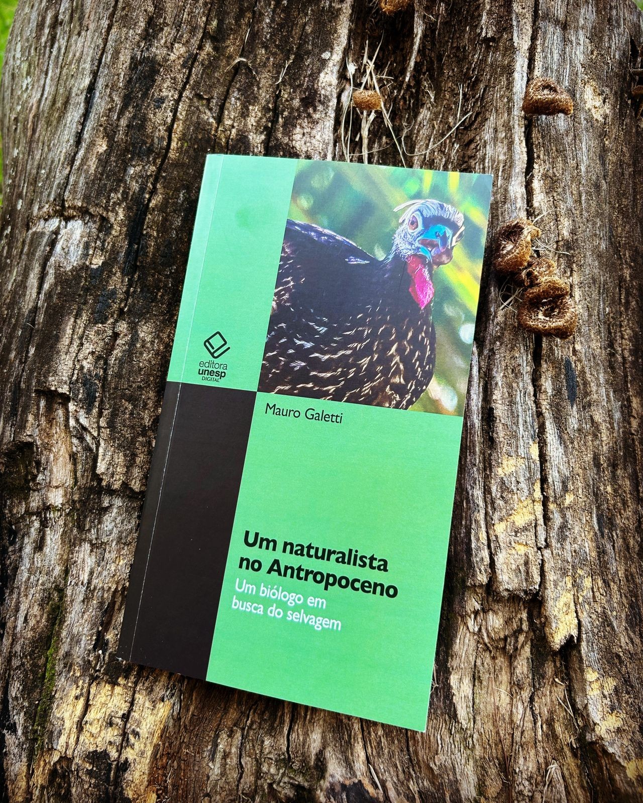 ‘Me resgatou como biólogo’, diz naturalista sobre Mata Santa Genebra ...