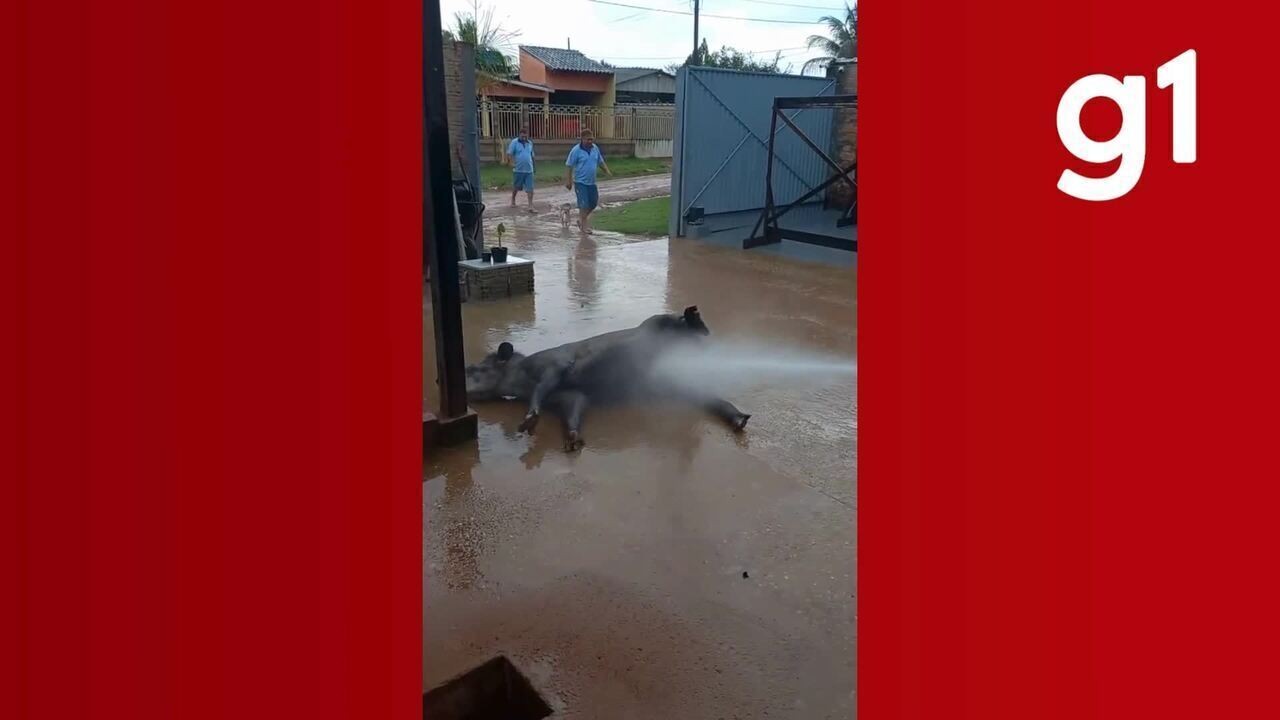 VÍDEO: funcionários tentam afastar anta com jato de água e se ...