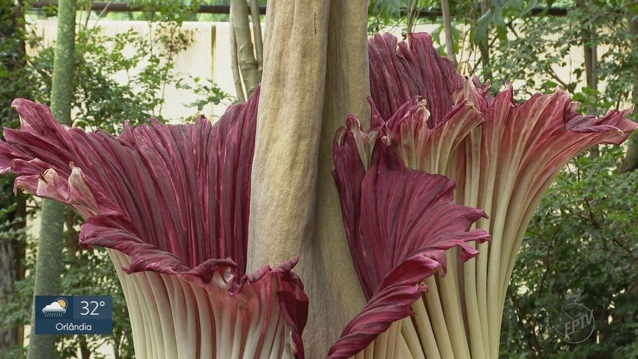 Flor 'gigante' com cheiro de carne podre espanta curiosos em Batatais ...