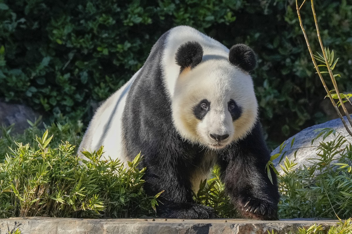 'Diplomacia dos pandas': China envia ursos fofinhos como 'presente ...